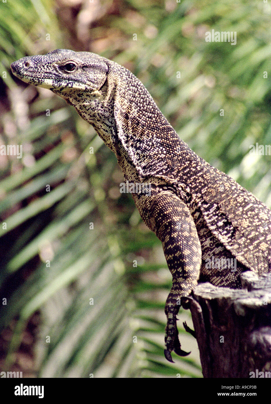 AUSTRALIAN LACE MONITOR REPTILE Stock Photo - Alamy
