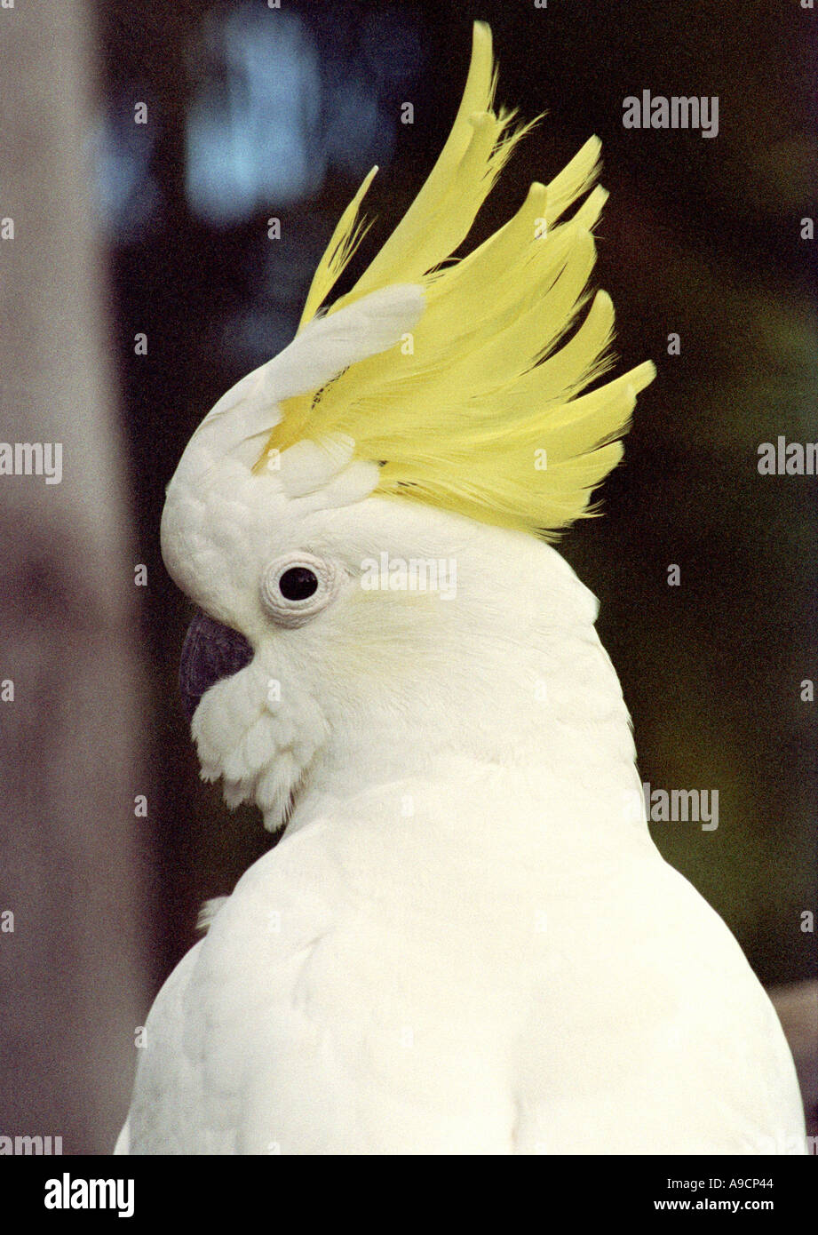 Cheeky cockatoo hi-res stock photography and images - Alamy