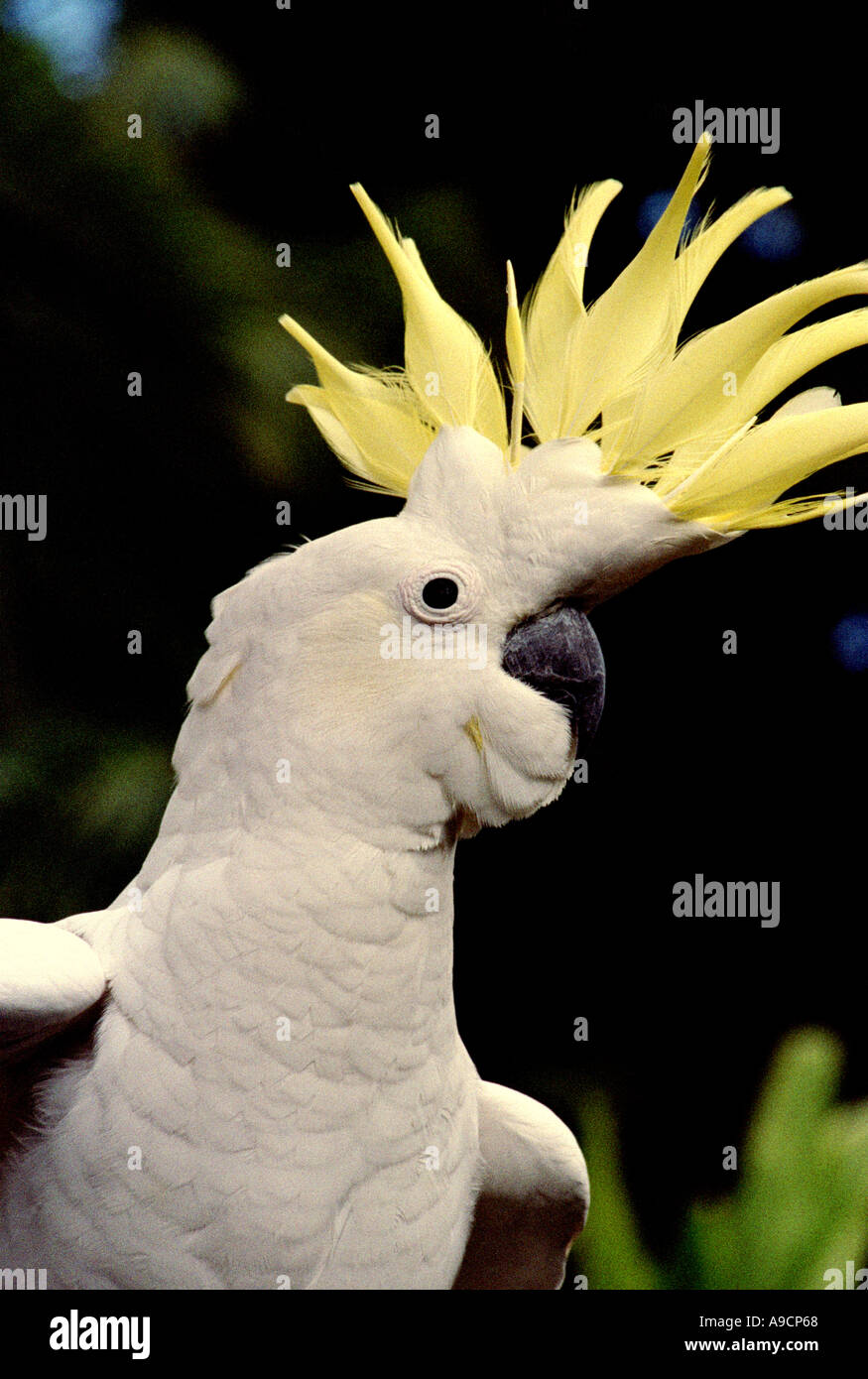 a cockatoo squawking Stock Photo - Alamy