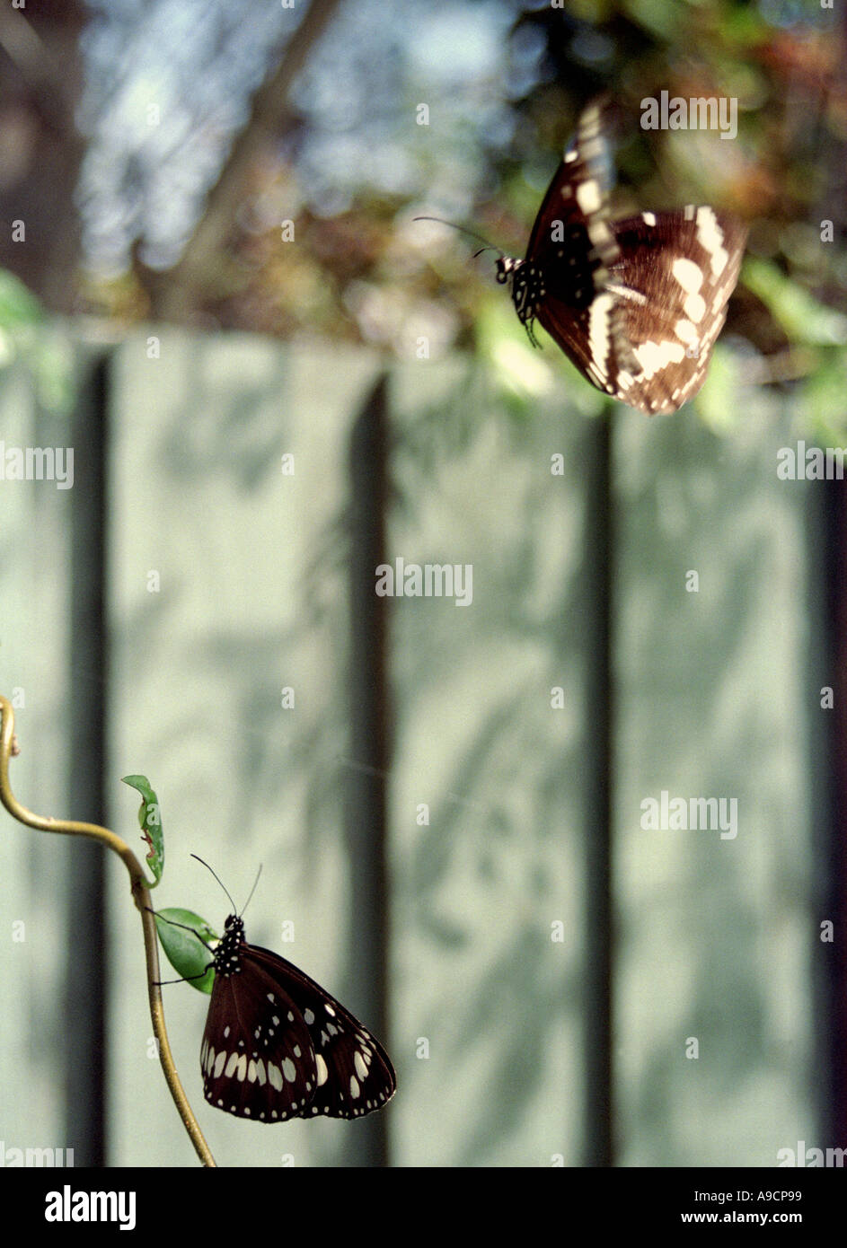 Butterflies fluttering hi-res stock photography and images - Alamy