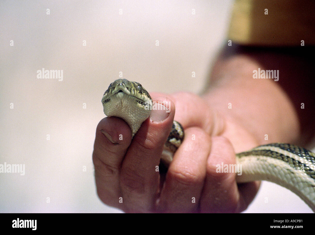 King cobra snake male hi-res stock photography and images - Alamy