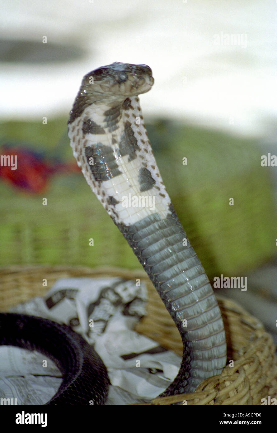 ASIAN SNAKE CHALMER PENANG ISLAND MALAYSIA BAPN523 Stock Photo - Alamy