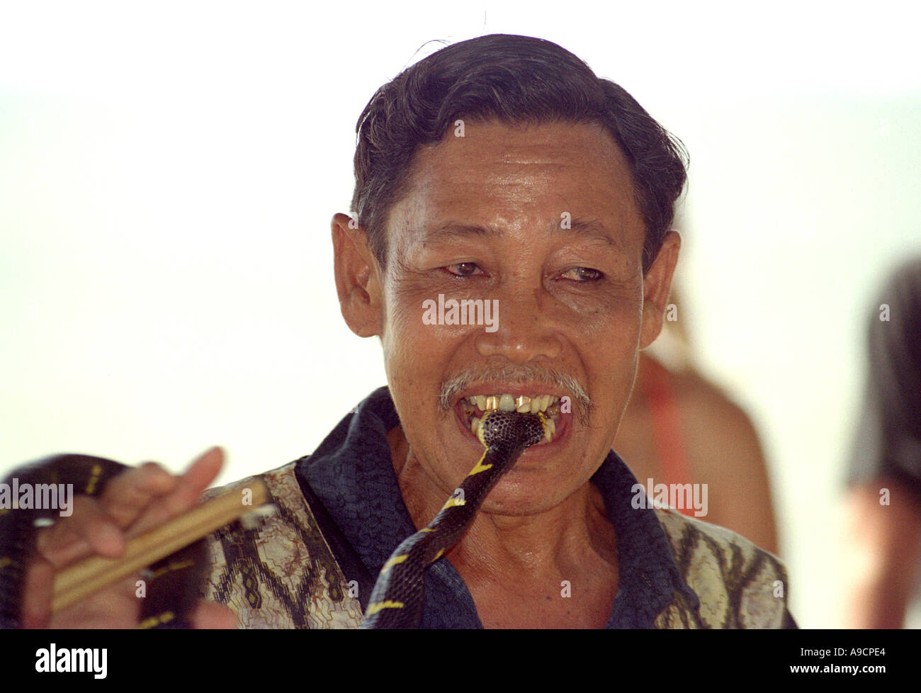 King cobra snake male hi-res stock photography and images - Alamy
