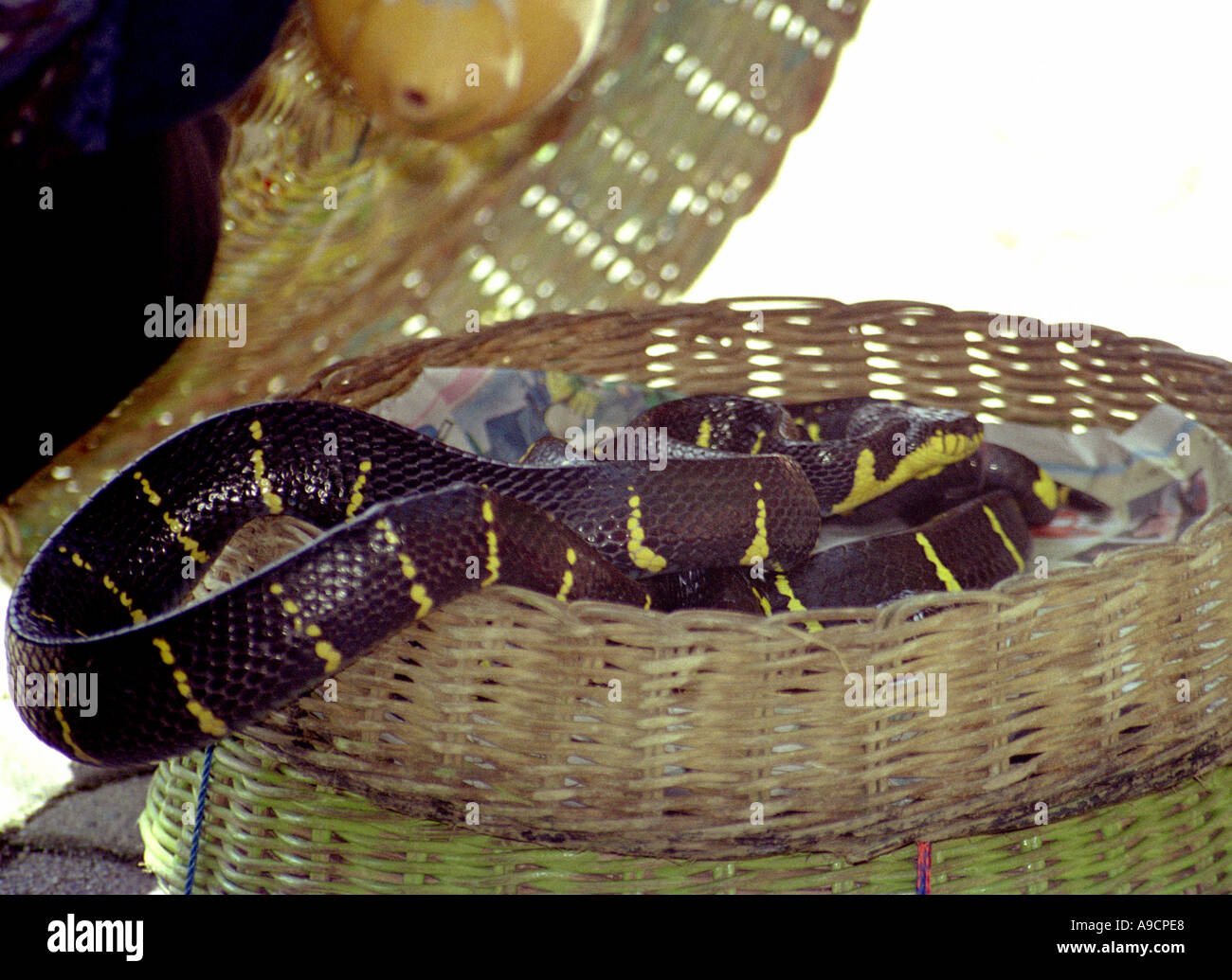 ASIAN SNAKE CHALMER PENANG ISLAND MALAYSIA BAPN535 Stock Photo - Alamy