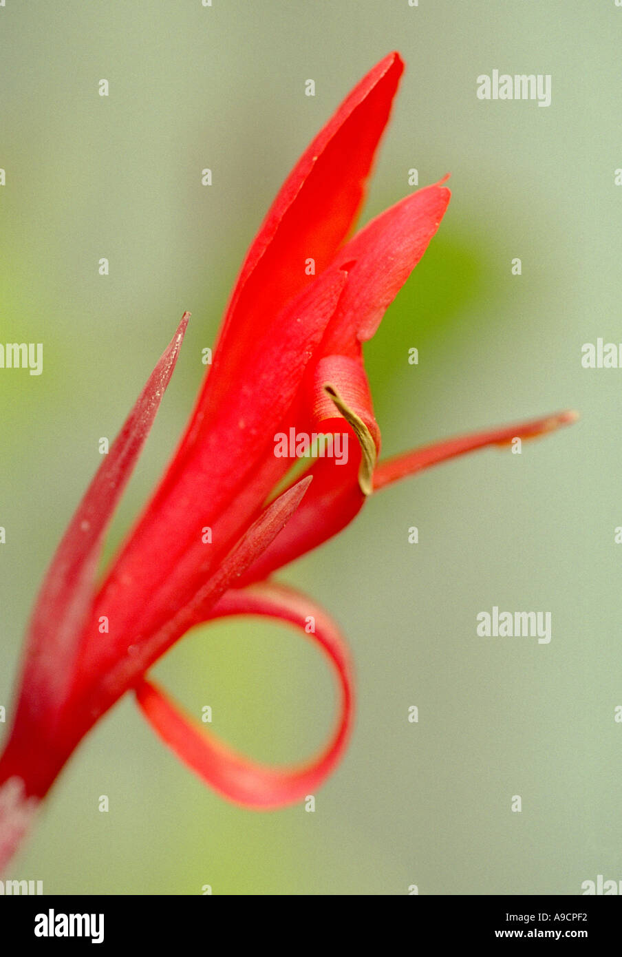 HELICONIA FLOWER FAM.MUSACEAE ALSO KNOWN AS KANGAROO PAW Stock Photo ...