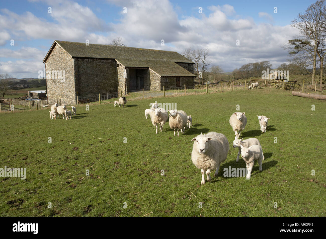 Cumbrian Sheep Farming High Resolution Stock Photography and Images - Alamy