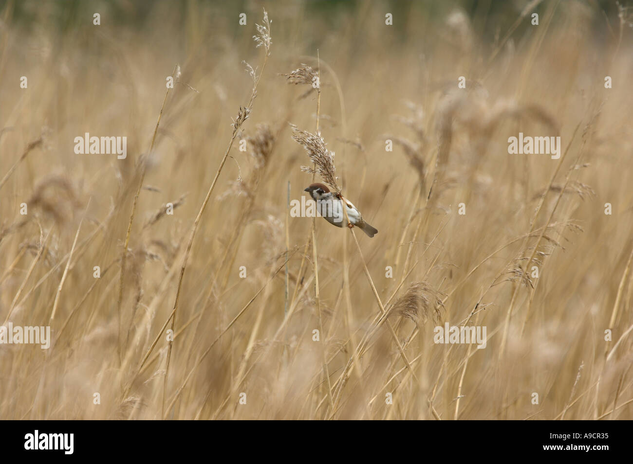 Passer domesticus flying uk hi-res stock photography and images - Alamy