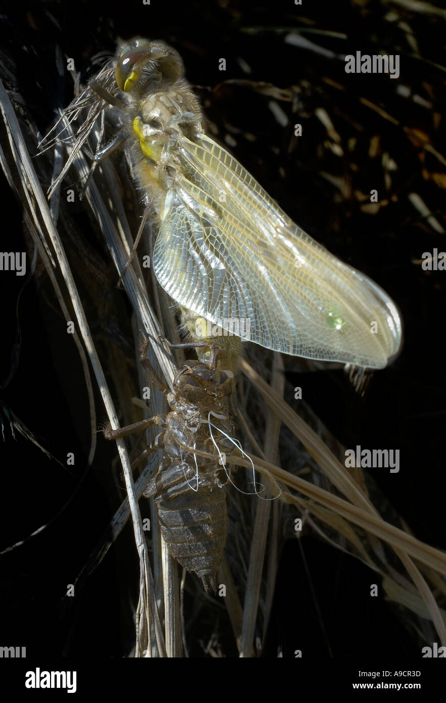 Close up of Dragonfly Emerging from Larval Skin Exuvia Stock Photo - Alamy
