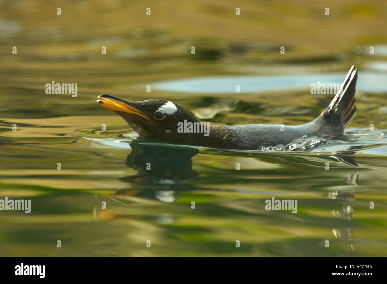Rockhopper (Eudyptes chrysocome) penguin swimming Stock Photo - Alamy