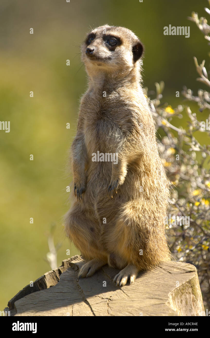 Meerkat (Suricata suricatta) standing on its hind legs as a look out ...