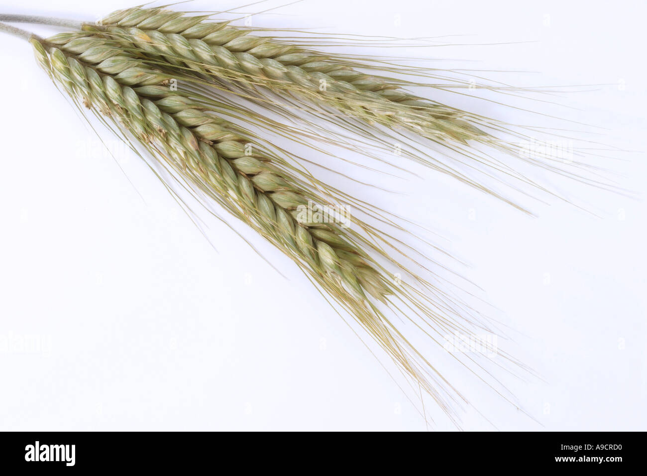 Cultivation rye hi-res stock photography and images - Alamy