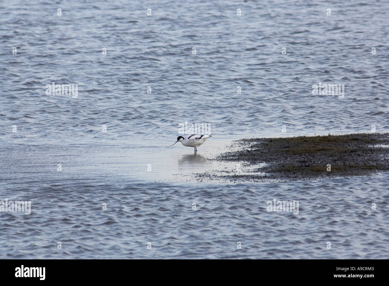 Marshside hi-res stock photography and images - Alamy