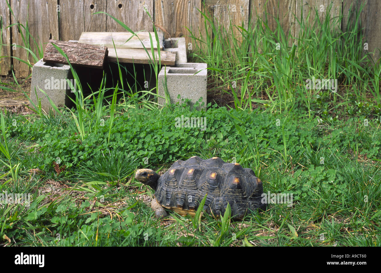 A red footed tortoise and his backyard shanty California USA Stock ...
