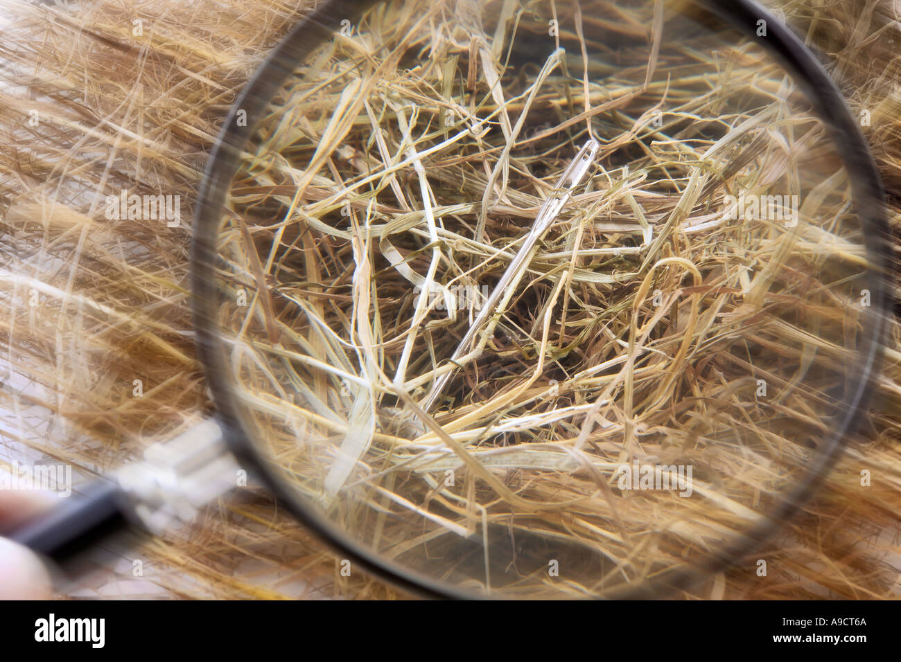 Found the needle in the haystack Stock Photo - Alamy