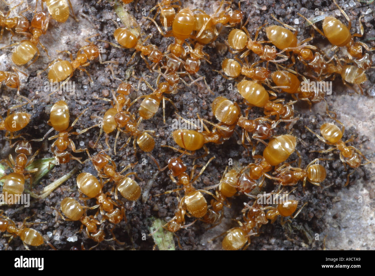 Closeup of Red Ants in colony. British Isles Stock Photo - Alamy
