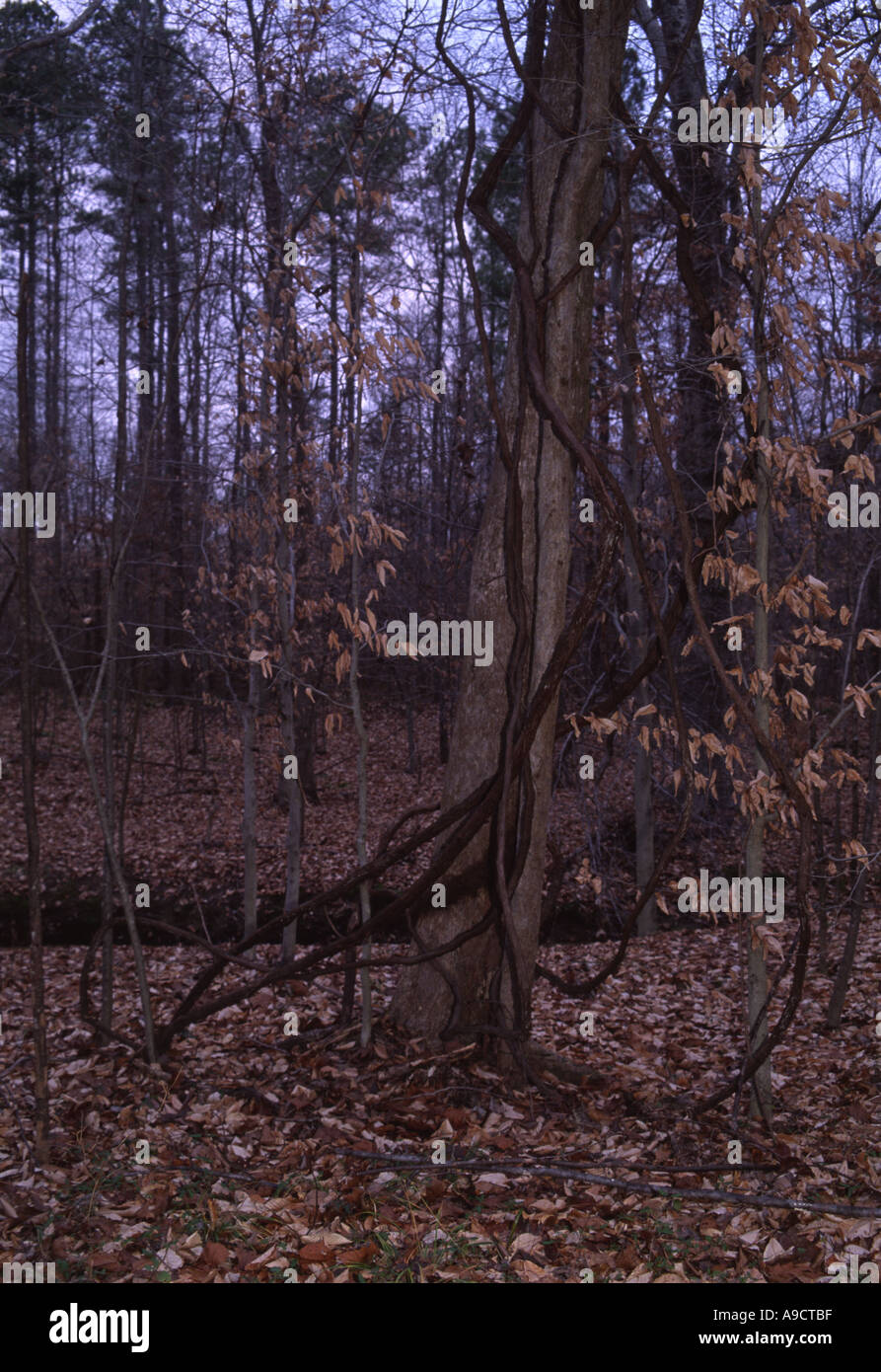 Tree with heavy vines in a dark forest Virginia USA Stock Photo - Alamy
