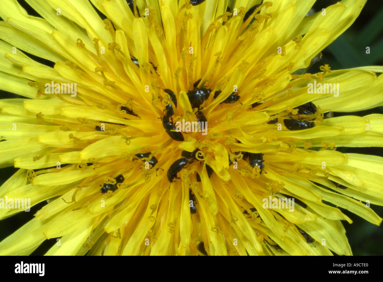 Common Pollen Beetle Meligethes aeneus on dandelion flower England ...