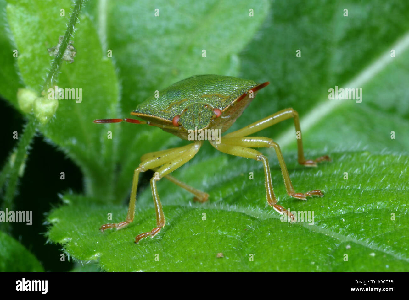 Green shield bug camouflaged hi-res stock photography and images - Alamy