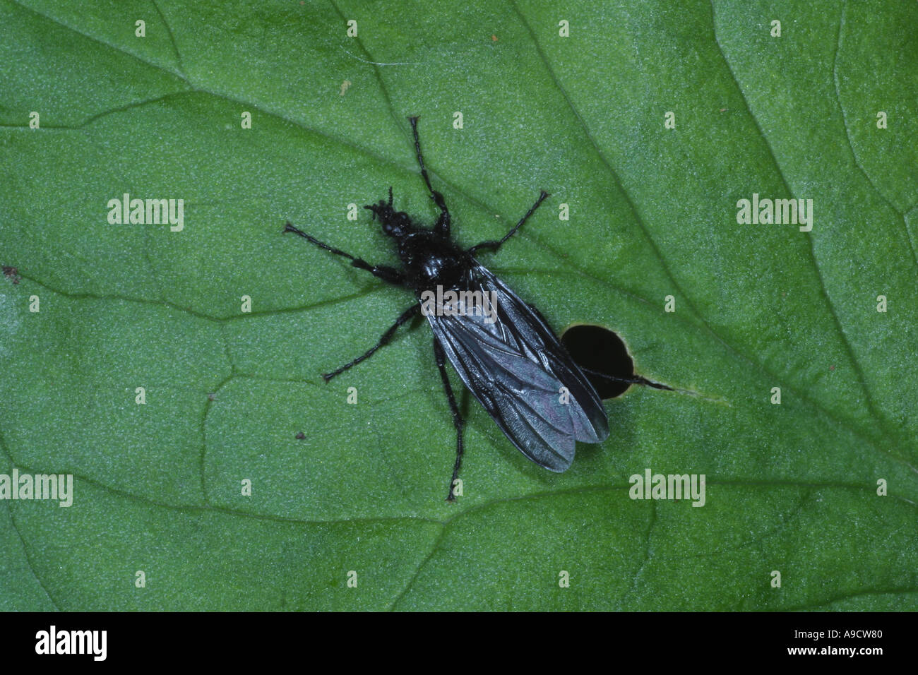 St marks fly march hi-res stock photography and images - Alamy