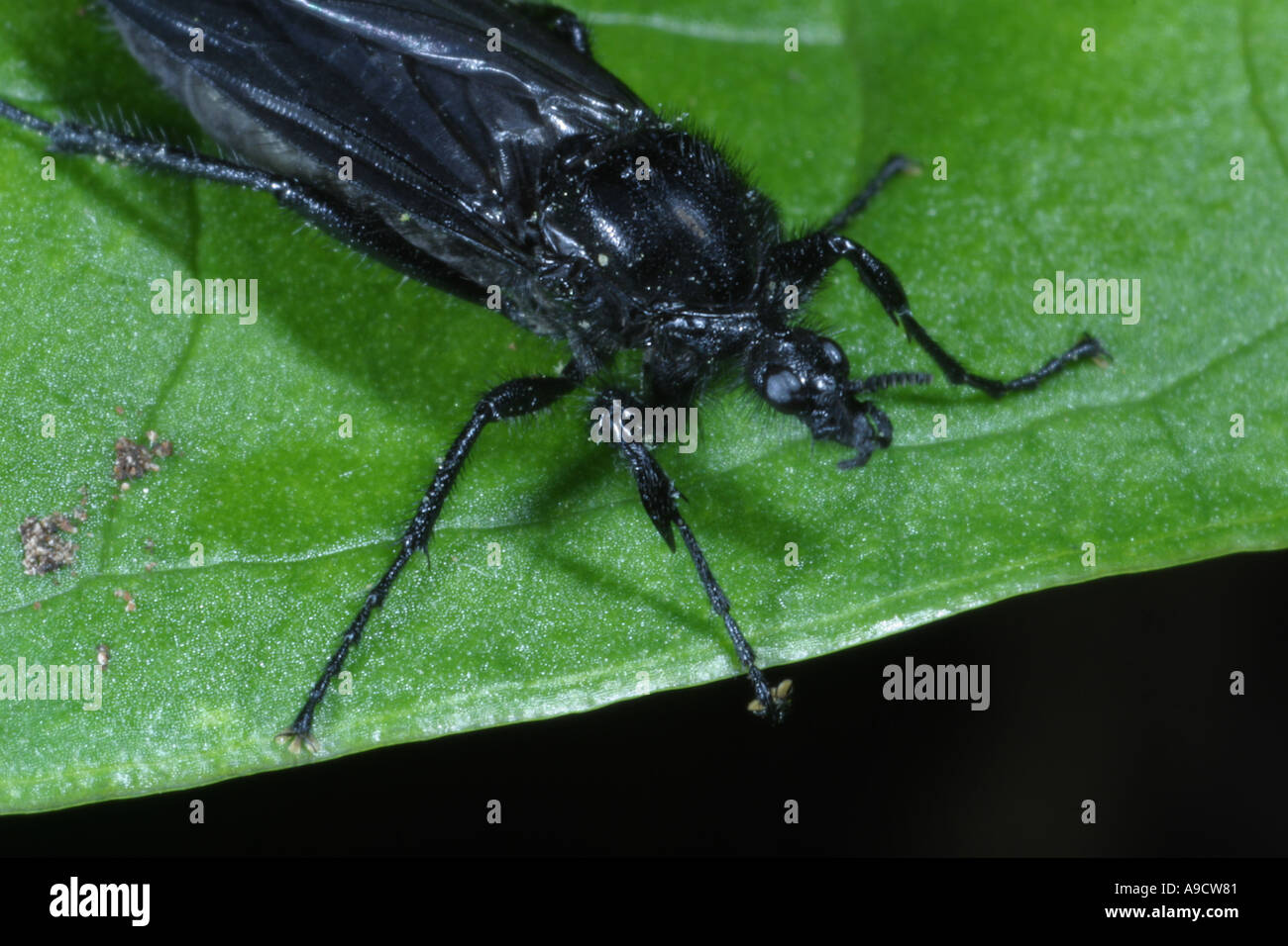 St marks fly march hi-res stock photography and images - Alamy