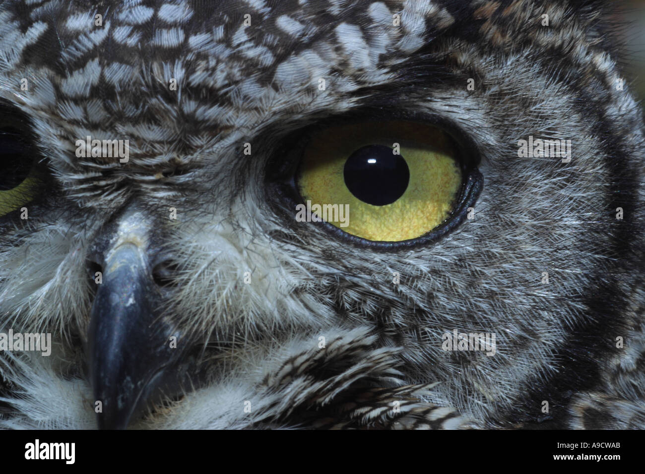 African Spotted Eagle Owl Bubo africanus. Captive UK Stock Photo - Alamy
