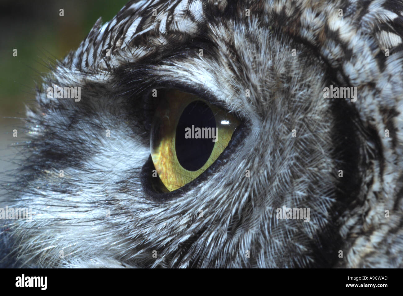African Spotted Eagle Owl Bubo africanus. Captive UK Stock Photo - Alamy