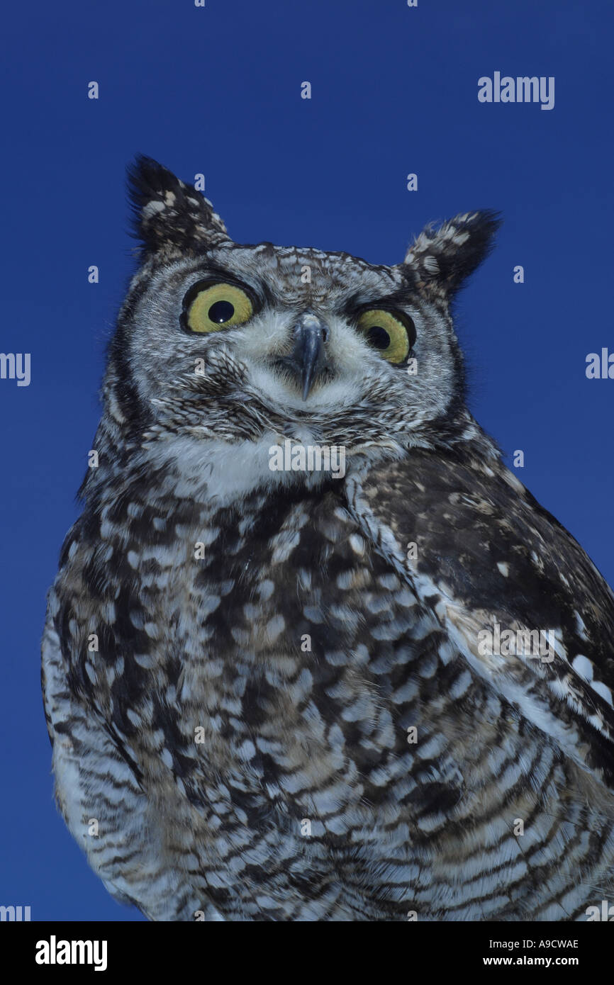 African Spotted Eagle Owl Bubo africanus. Captive UK Stock Photo - Alamy
