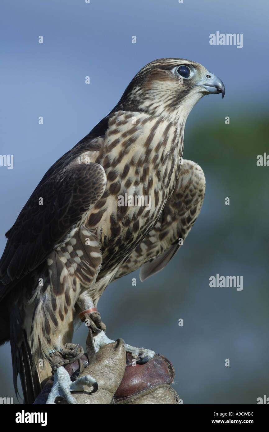 PEREGRINE SAKER CROSS FALCON Stock Photo - Alamy
