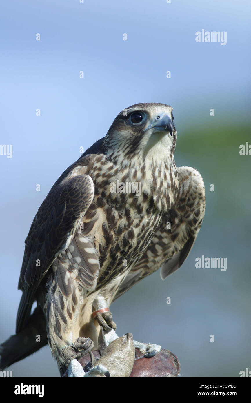 PEREGRINE SAKER CROSS FALCON Stock Photo - Alamy