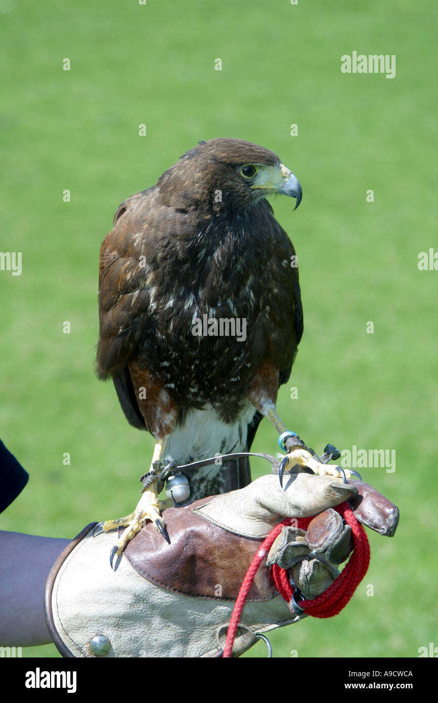 Hawk on glove hi-res stock photography and images - Alamy