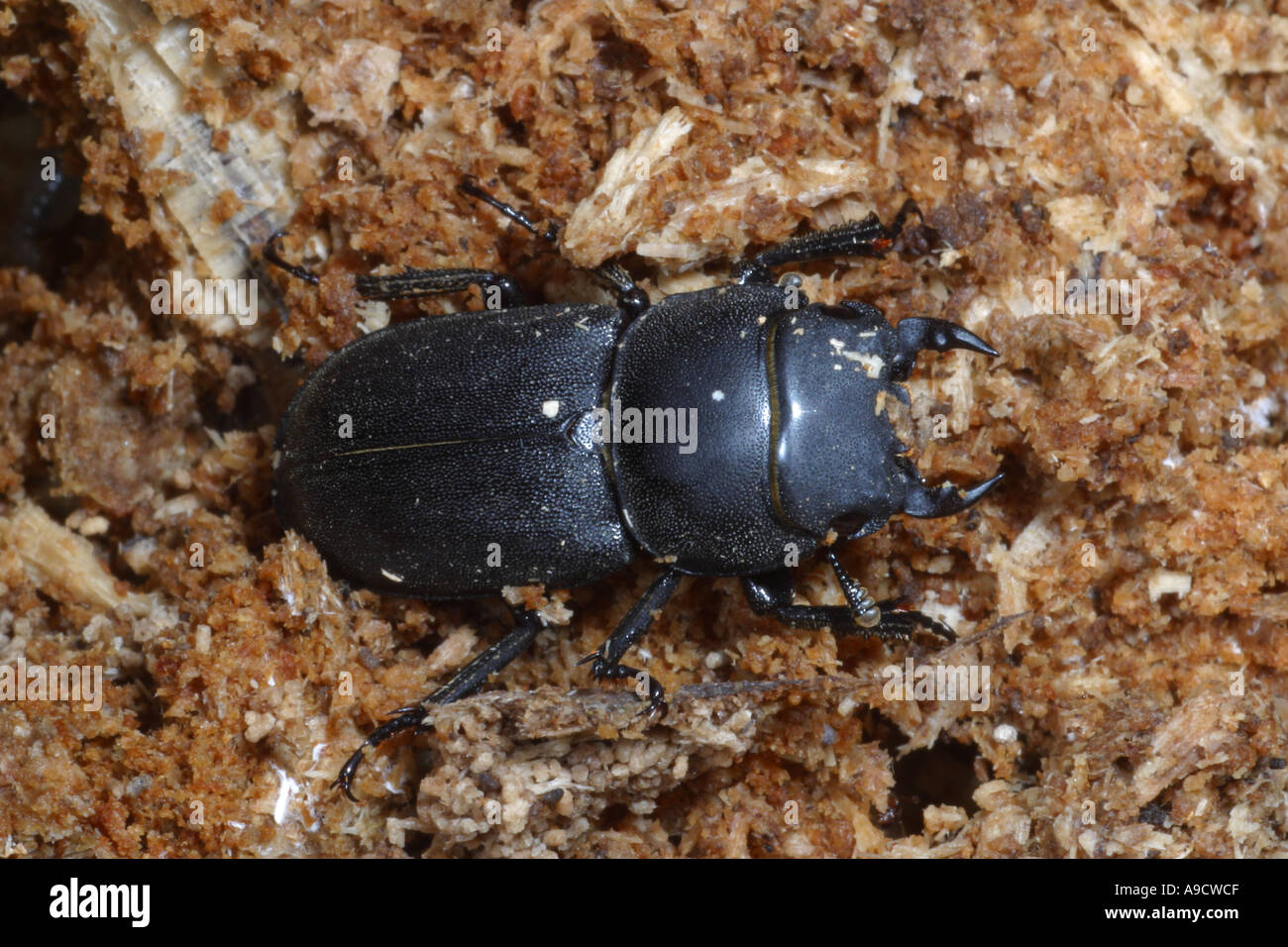 Lesser stag beetle Dorcus parallelipipedus amongst rotting wood ...