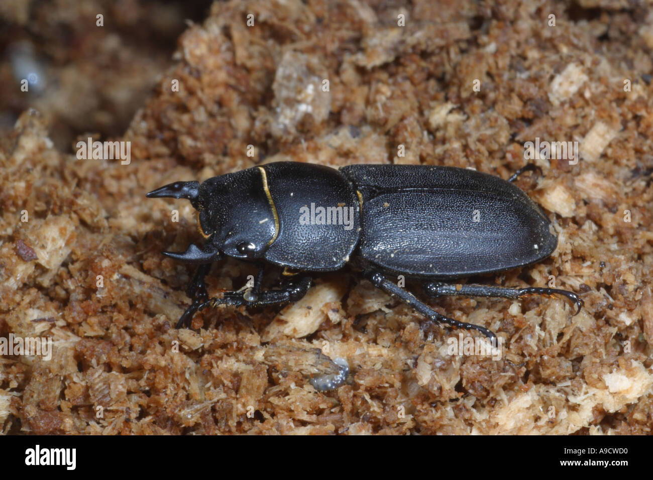 Lesser stag beetle Dorcus parallelipipedus amongst rotting wood ...