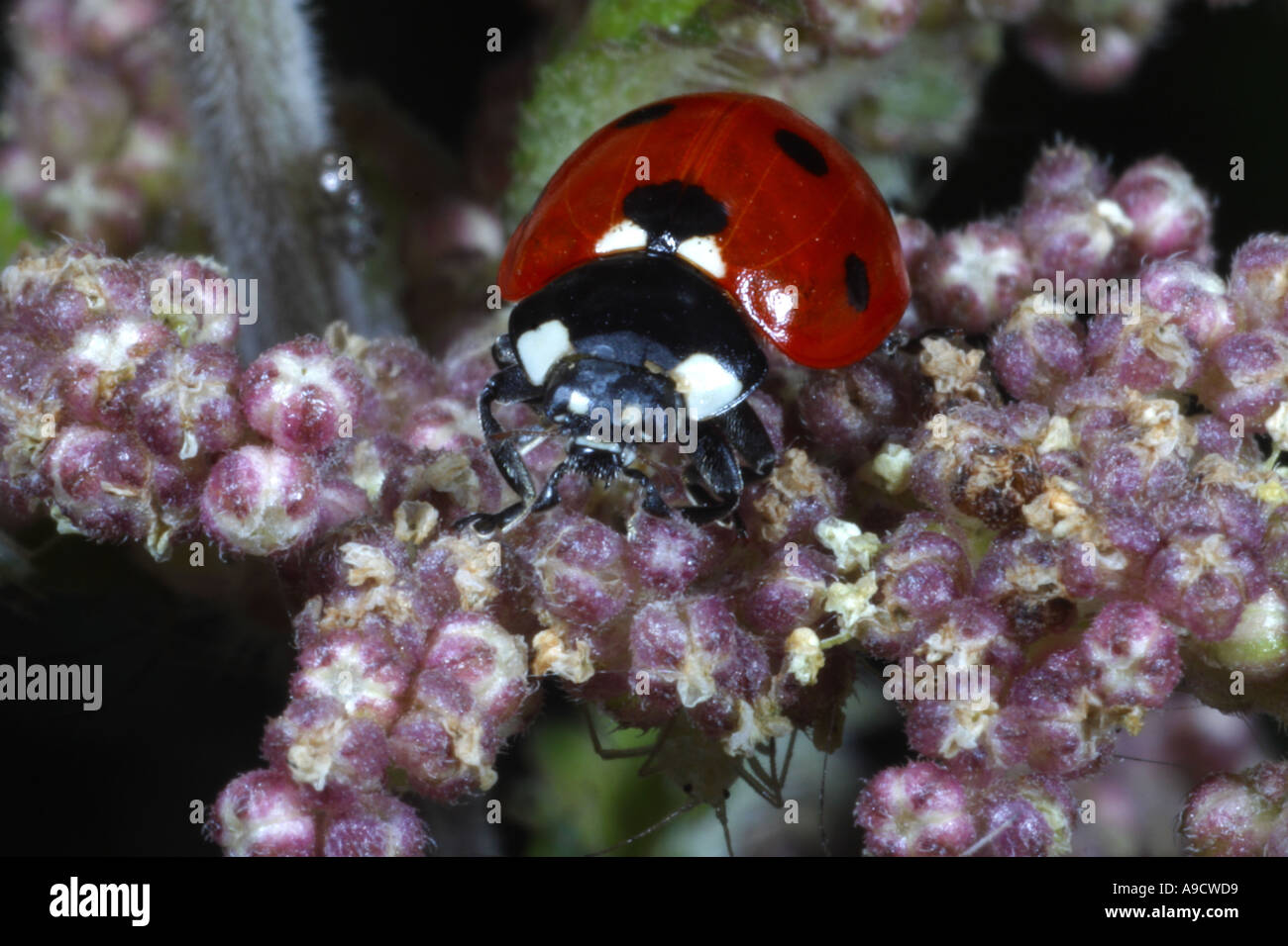 SEVEN-SPOT LADYBIRD Coccinella 7-punctata SOMERSET ENGLAND Stock Photo ...