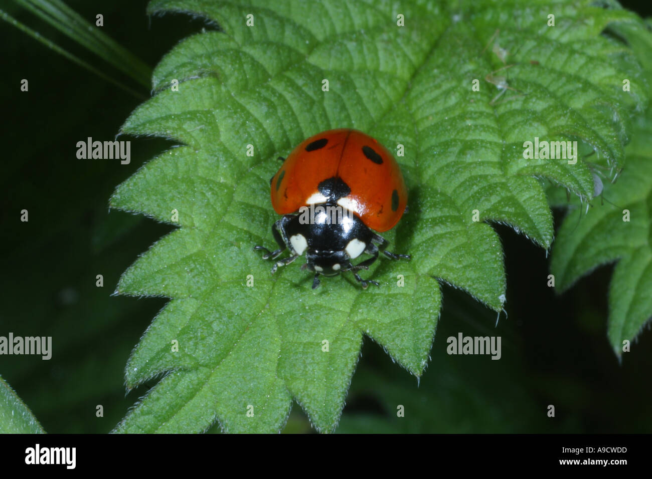 Seven-spot Ladybird Coccinella 7-punctata on nettle leaf. Somerset. UK ...