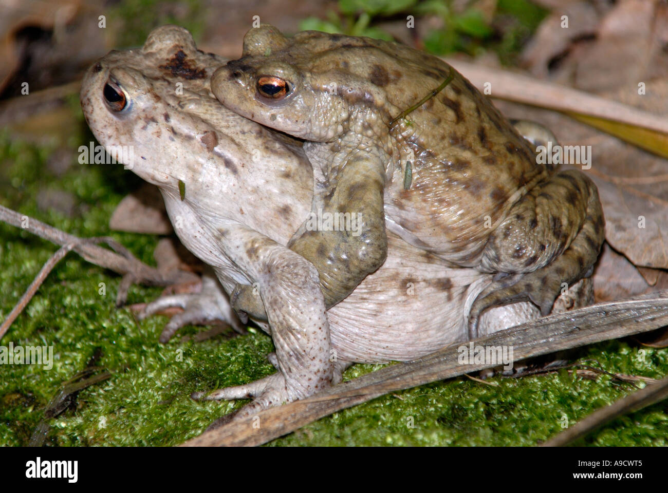 Parotid glands hi-res stock photography and images - Alamy
