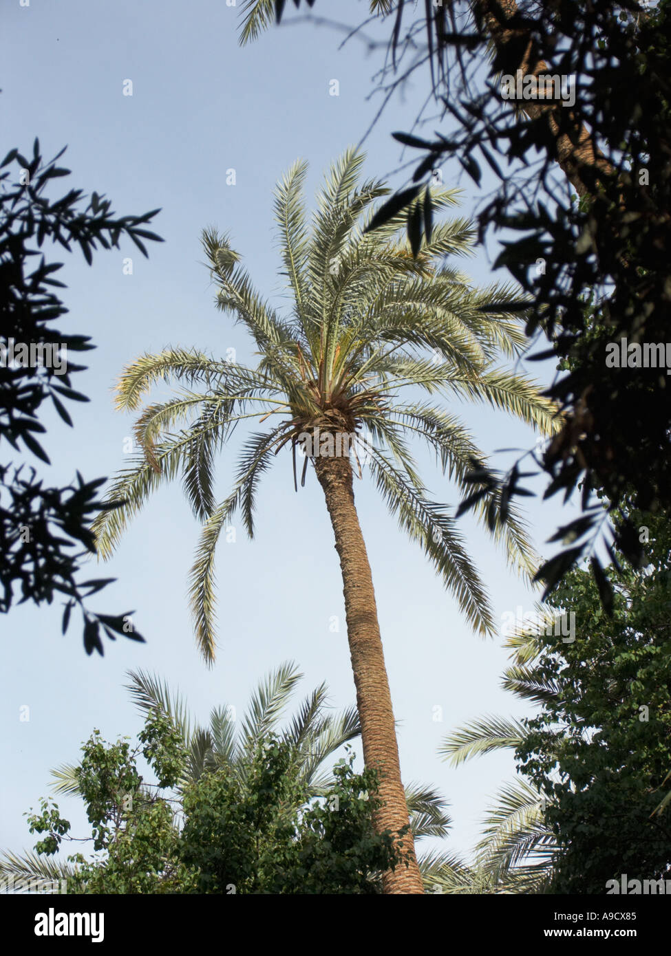 date palms growing in Bahariya oasis Western Desert Egypt Stock Photo ...