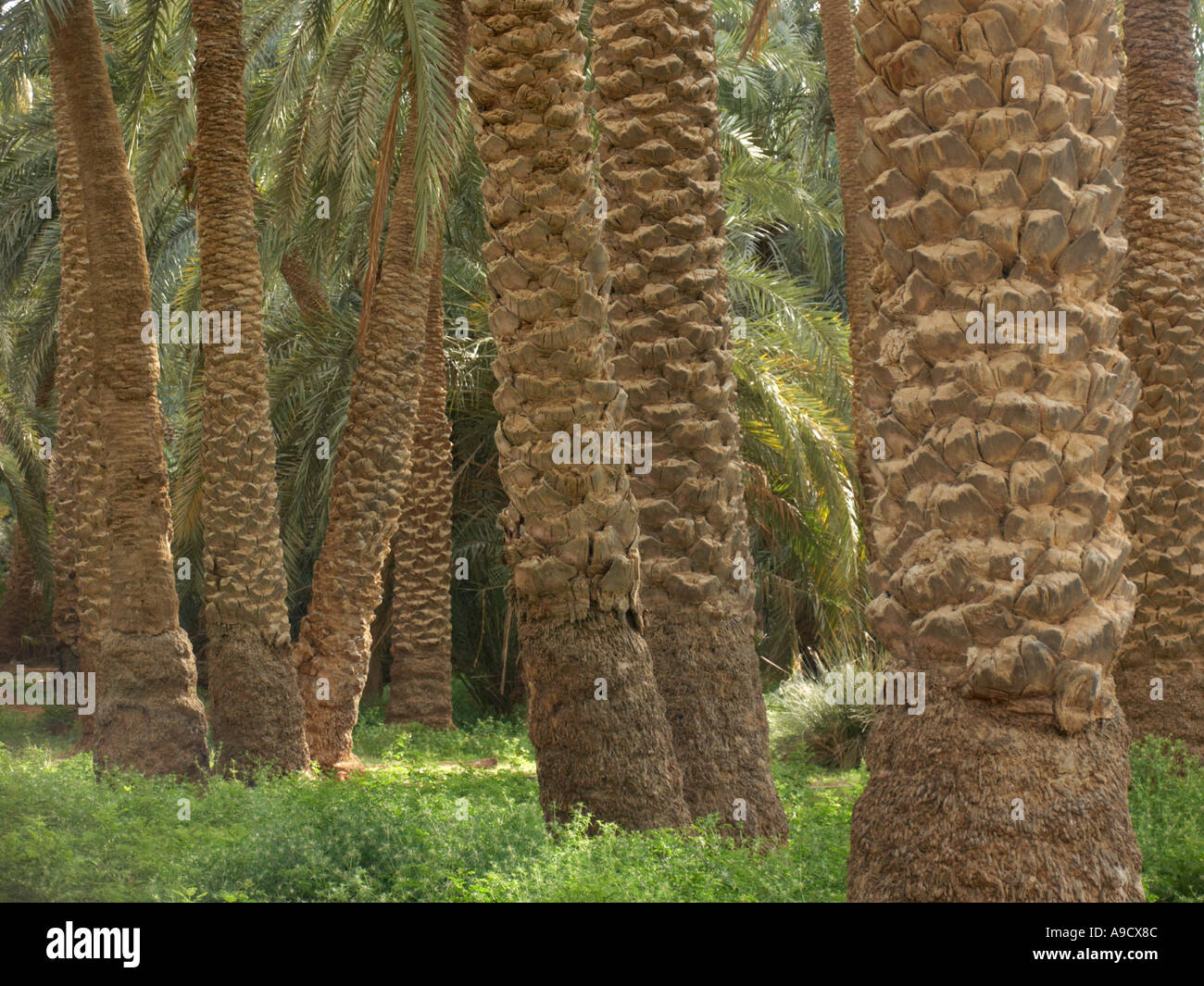 Date palm oases hi-res stock photography and images - Alamy