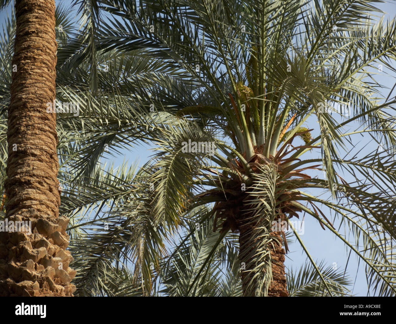 date palms growing in Bahariya oasis Western Desert Egypt Stock Photo ...