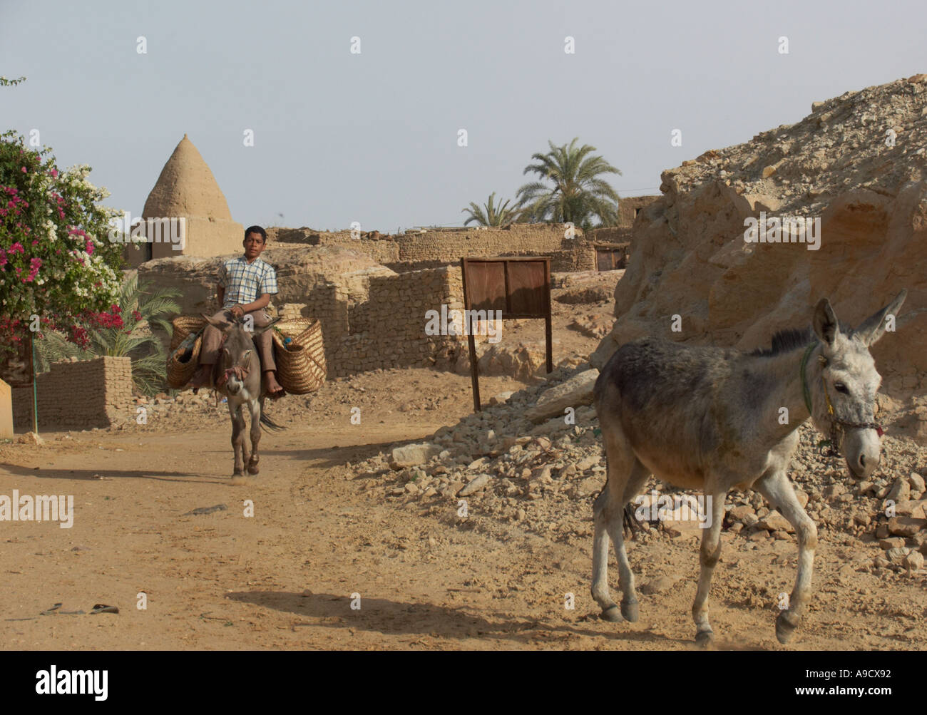 Donkeys in egypt hi-res stock photography and images - Alamy