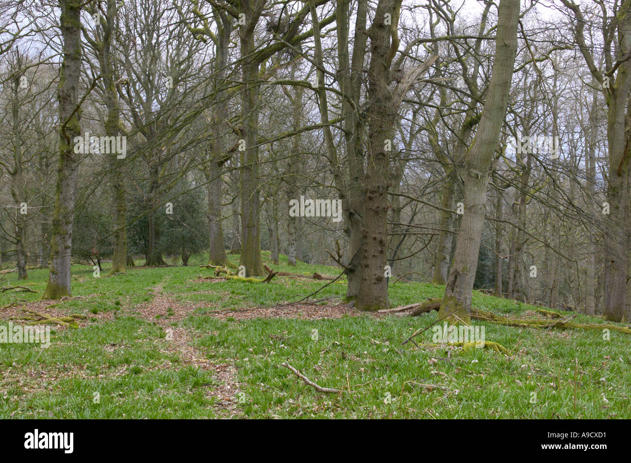 English Oak Woodland Stock Photos & English Oak Woodland Stock Images ...