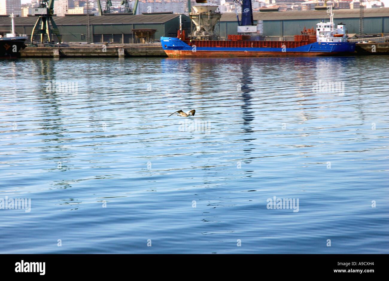 Flying animate bird hi-res stock photography and images - Alamy