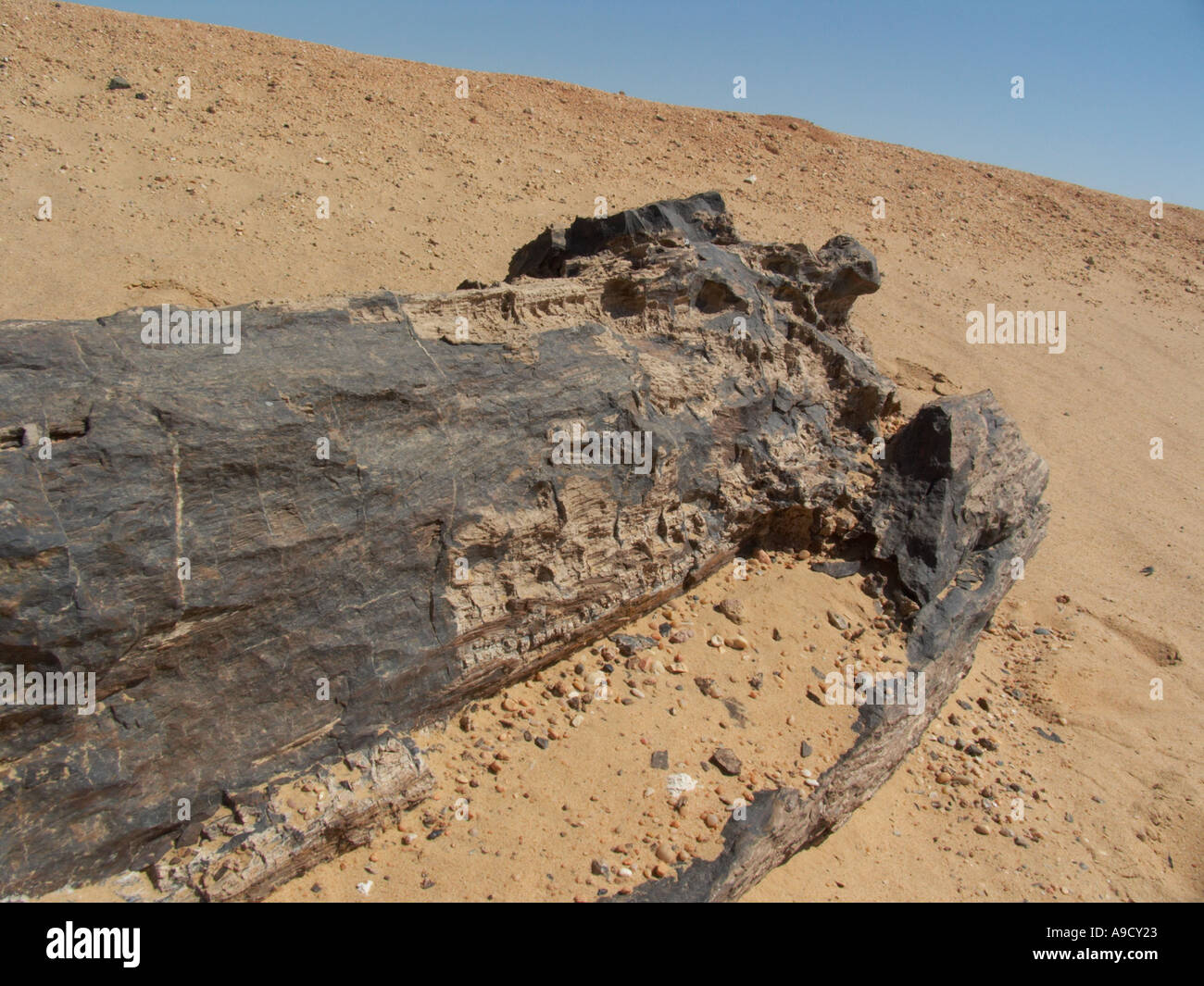 fossilised tree in the Western Desert of Egypt Stock Photo - Alamy