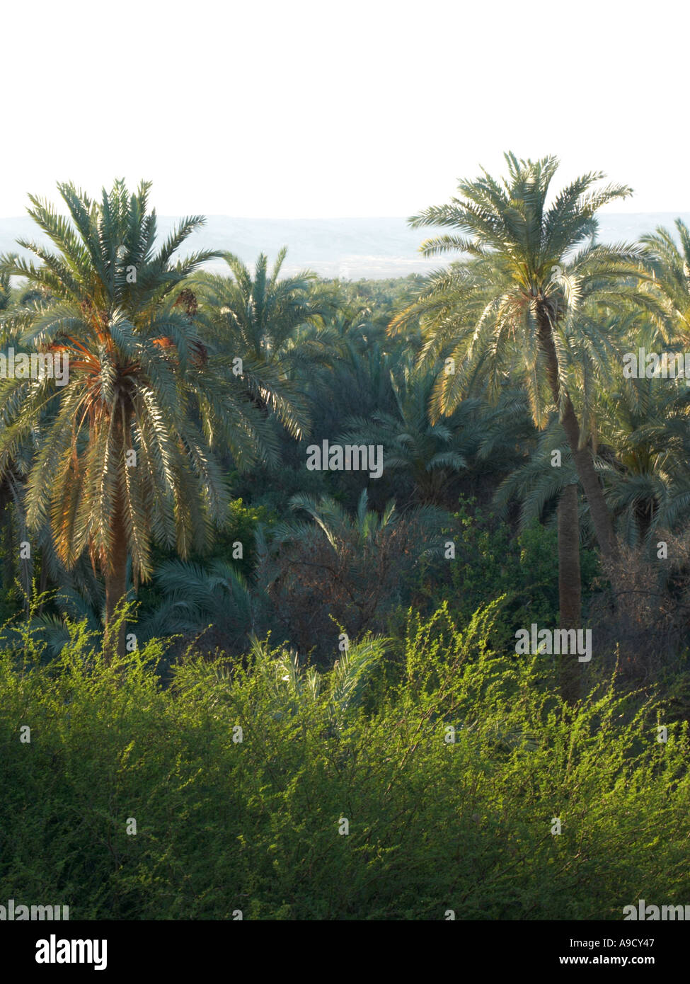 date palms growing in Bahariya oasis Western Desert Egypt Stock Photo ...