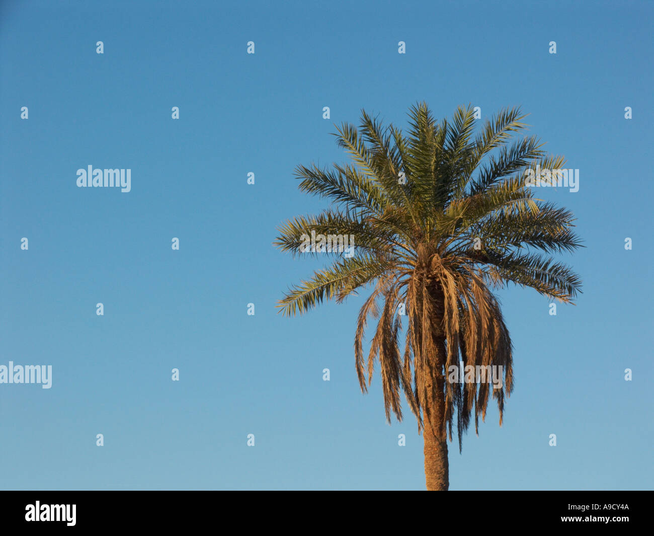 Fronds of date palm growing in Bahariya oasis Western Desert Egypt ...