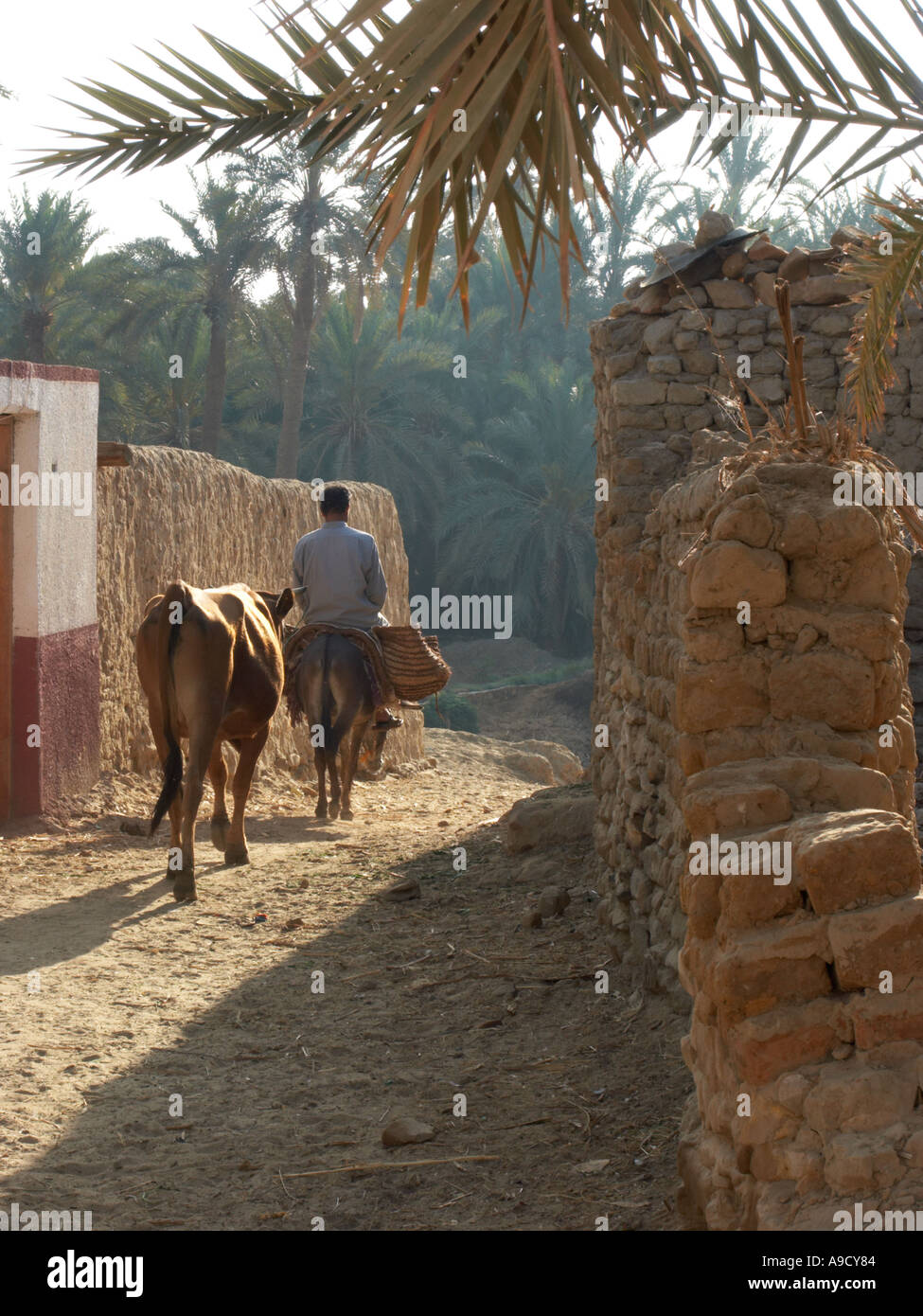 Cow farm egypt hi-res stock photography and images - Alamy