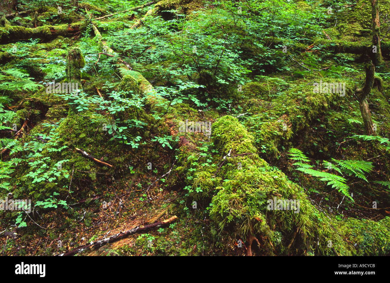 Lush growth on the the forest floor Juneau Alaska Stock Photo - Alamy
