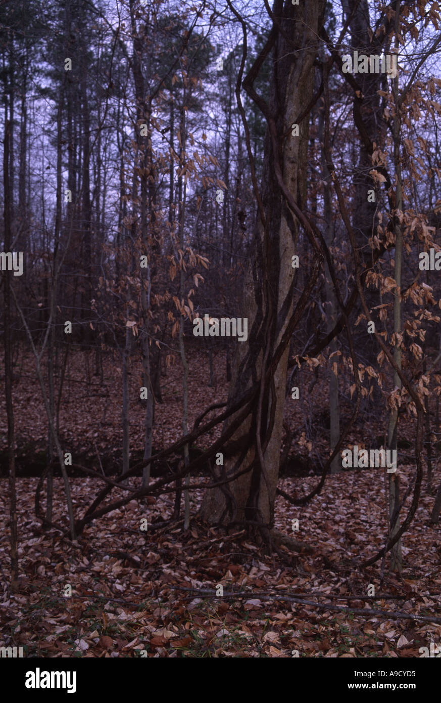 Vines and oak trees in the early winter Virginia USA Stock Photo - Alamy