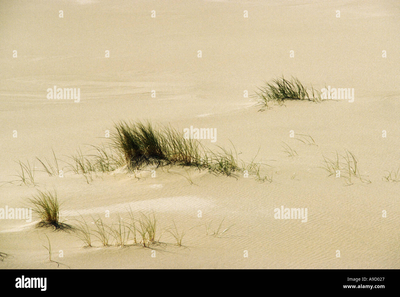 The sand dunes in Oregon State USA Stock Photo - Alamy