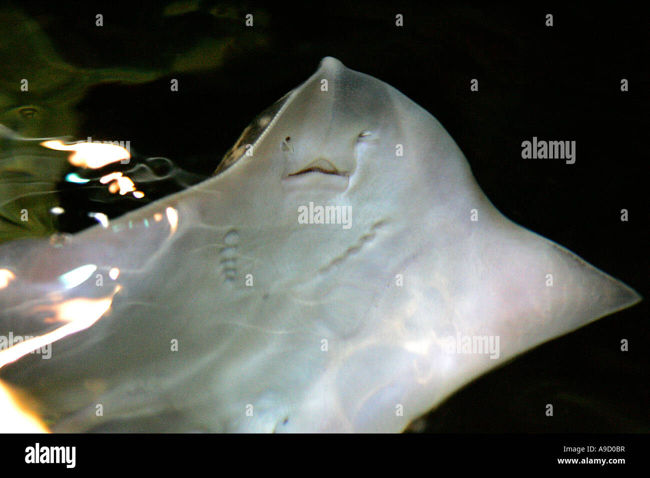 Thornback ray fish aquarium swimming underwater tank animal Stock Photo ...