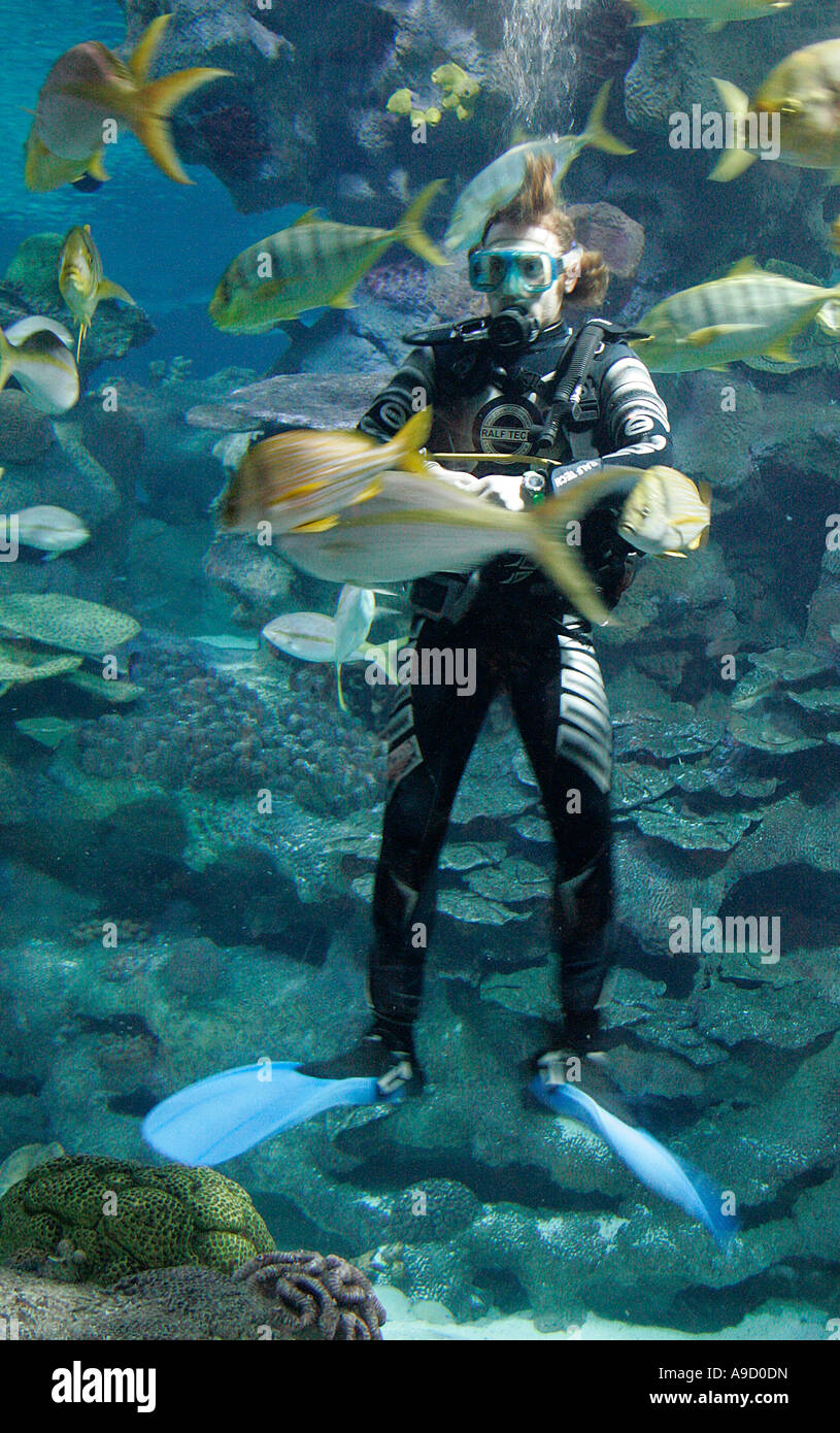 fish aquarium tank animal fishes scuba diving underwater sport Stock ...